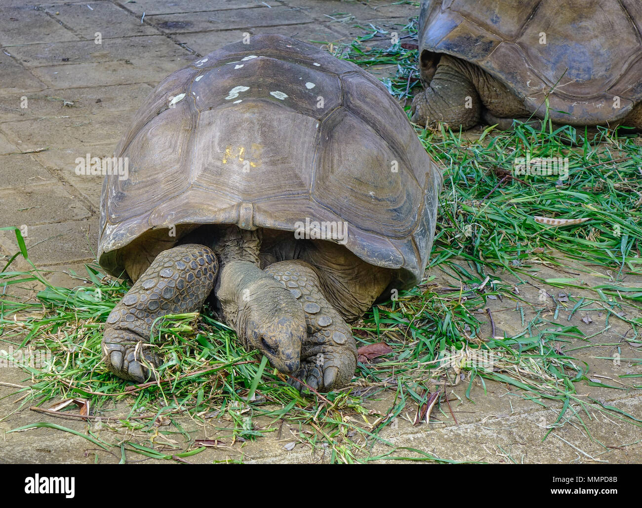 South african big turtle in hi-res stock photography and images - Alamy