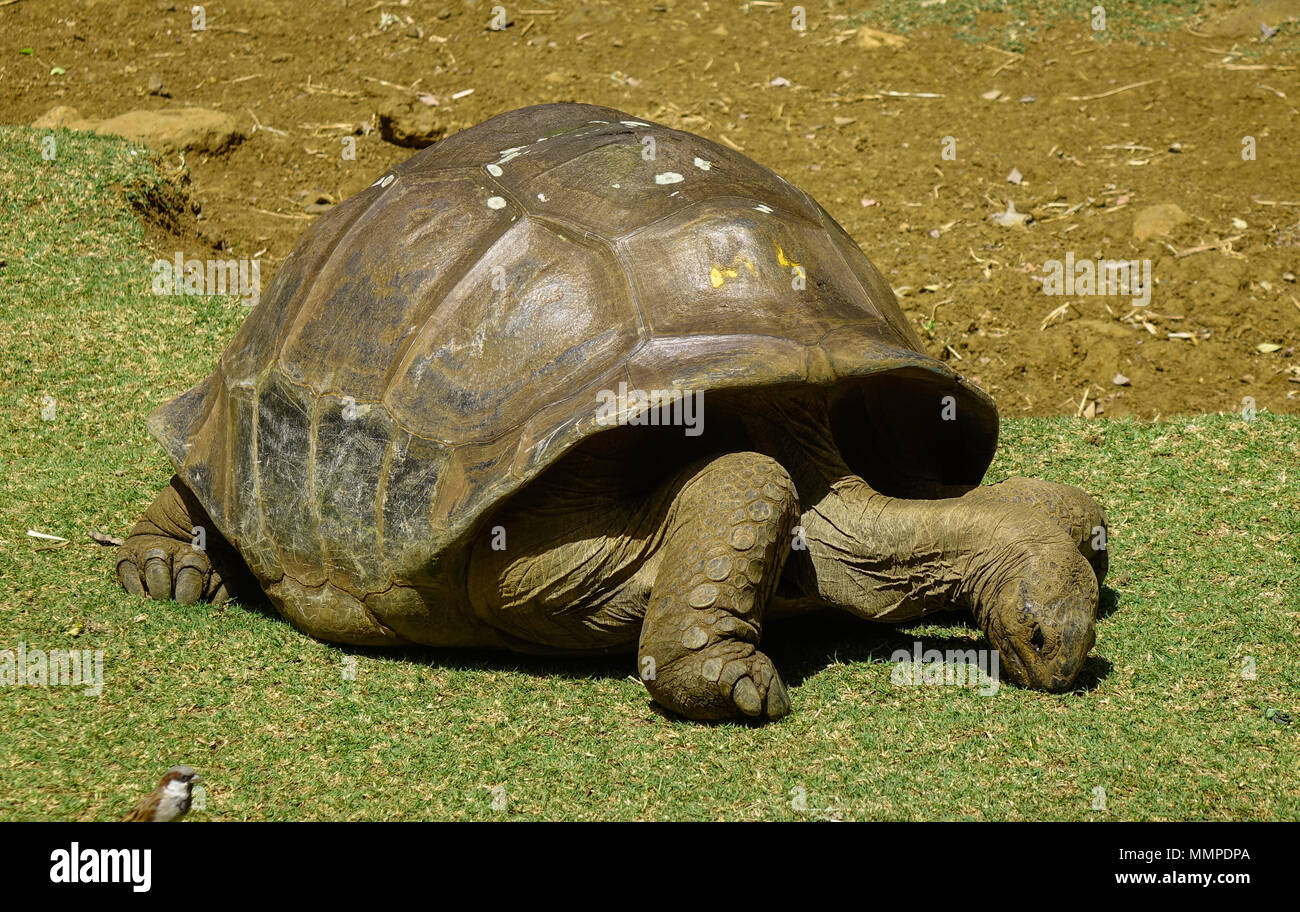 Giant turtle at the park in sunny day Stock Photo - Alamy