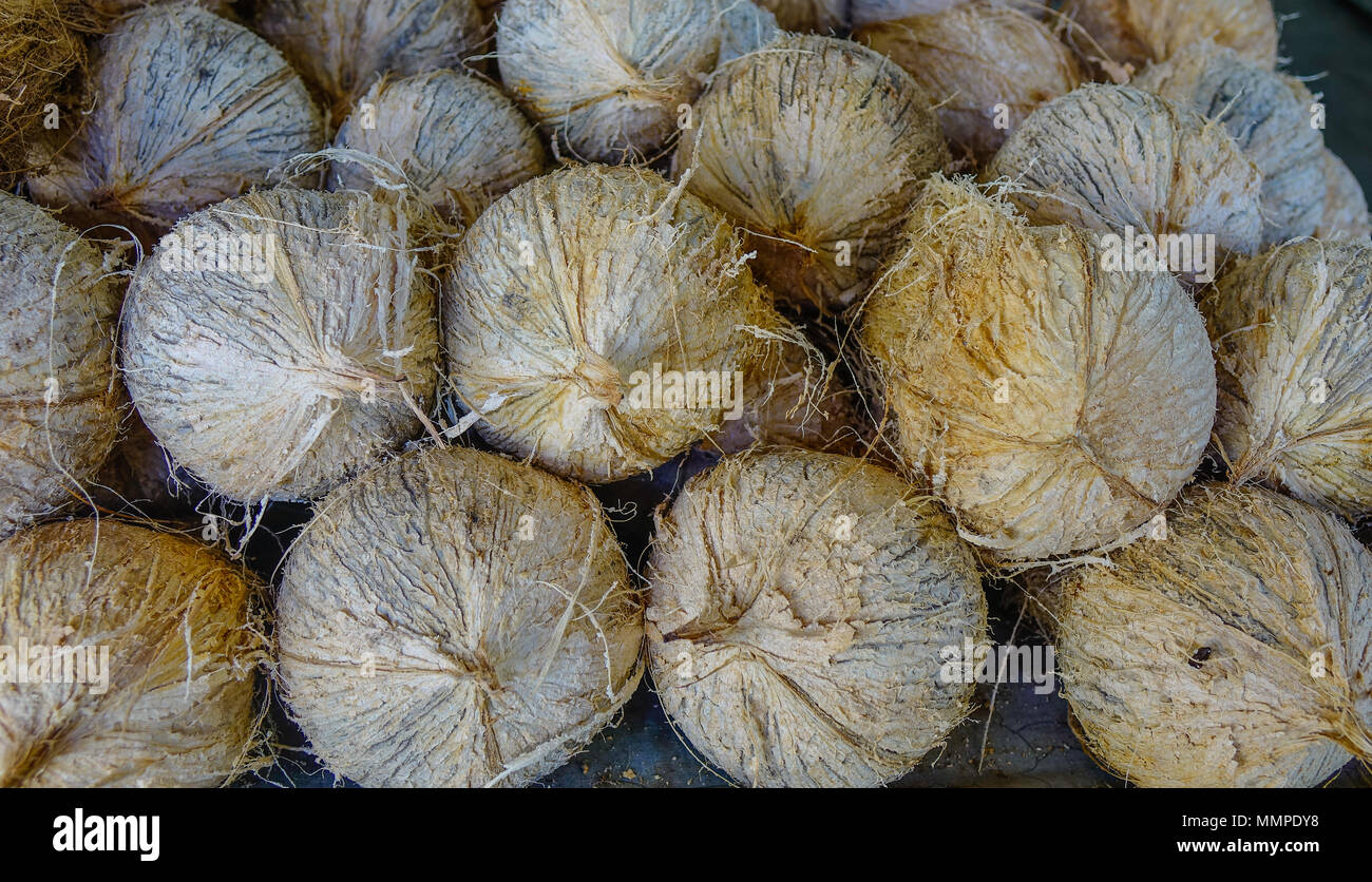Selling coconut fruits at rural market in Mahebourg, Mauritius Stock ...
