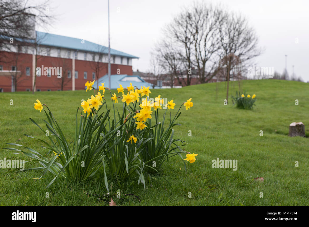 Daffodils in front of the Liverpool Women's Hospital, Upper Parliament ...