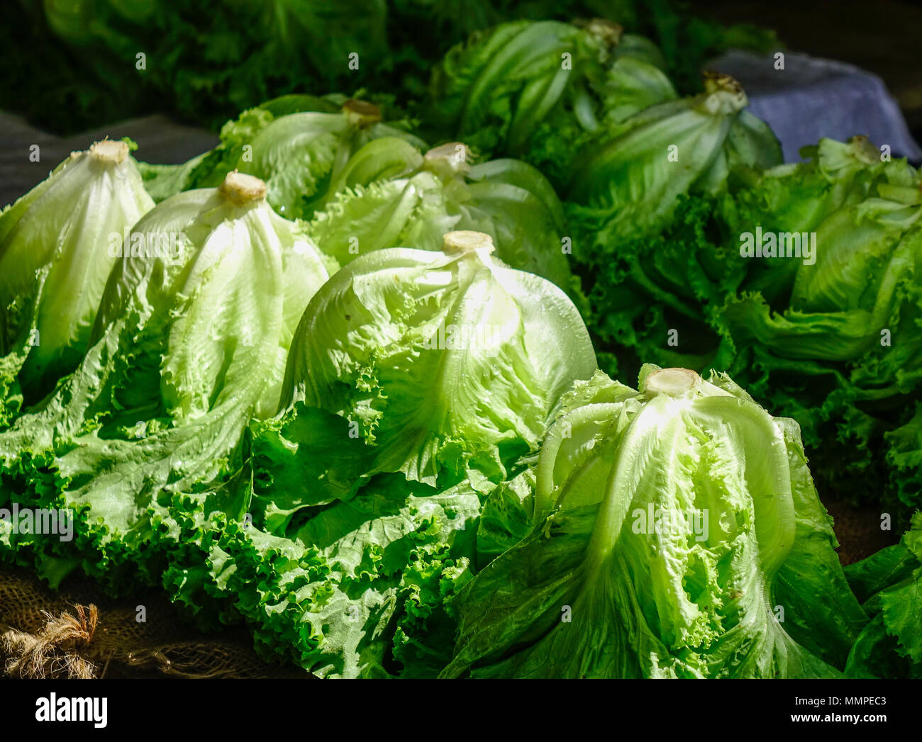 Selling lettuce vegetables at a local market in Mahebourg, Mauritius ...