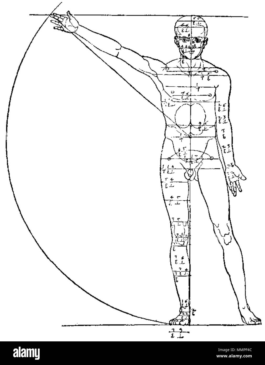 Anatomical and geometrical proportions - Albrecht Dürer Stock Photo - Alamy