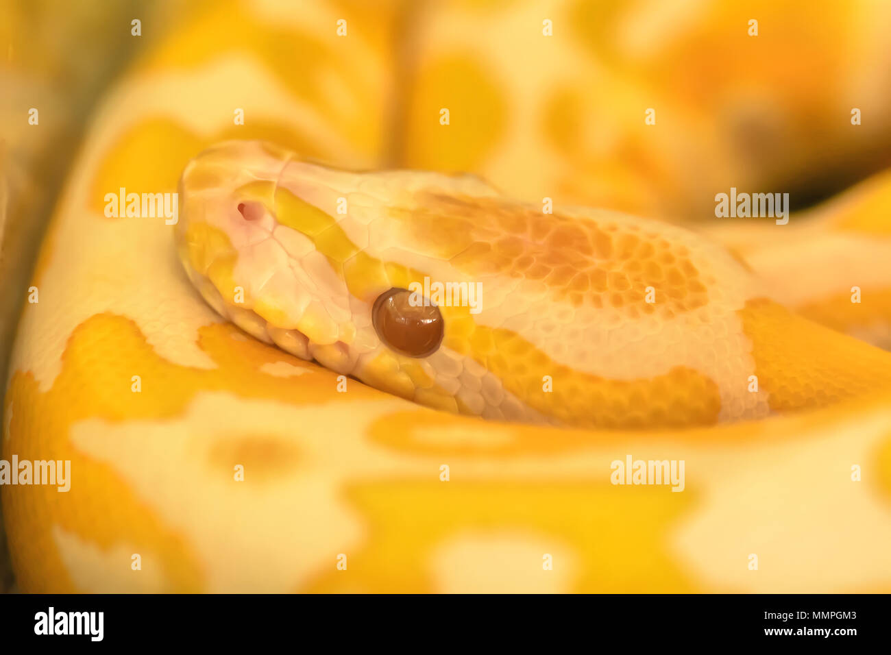 Albino burmese python is curled up. Its pet tame Stock Photo - Alamy
