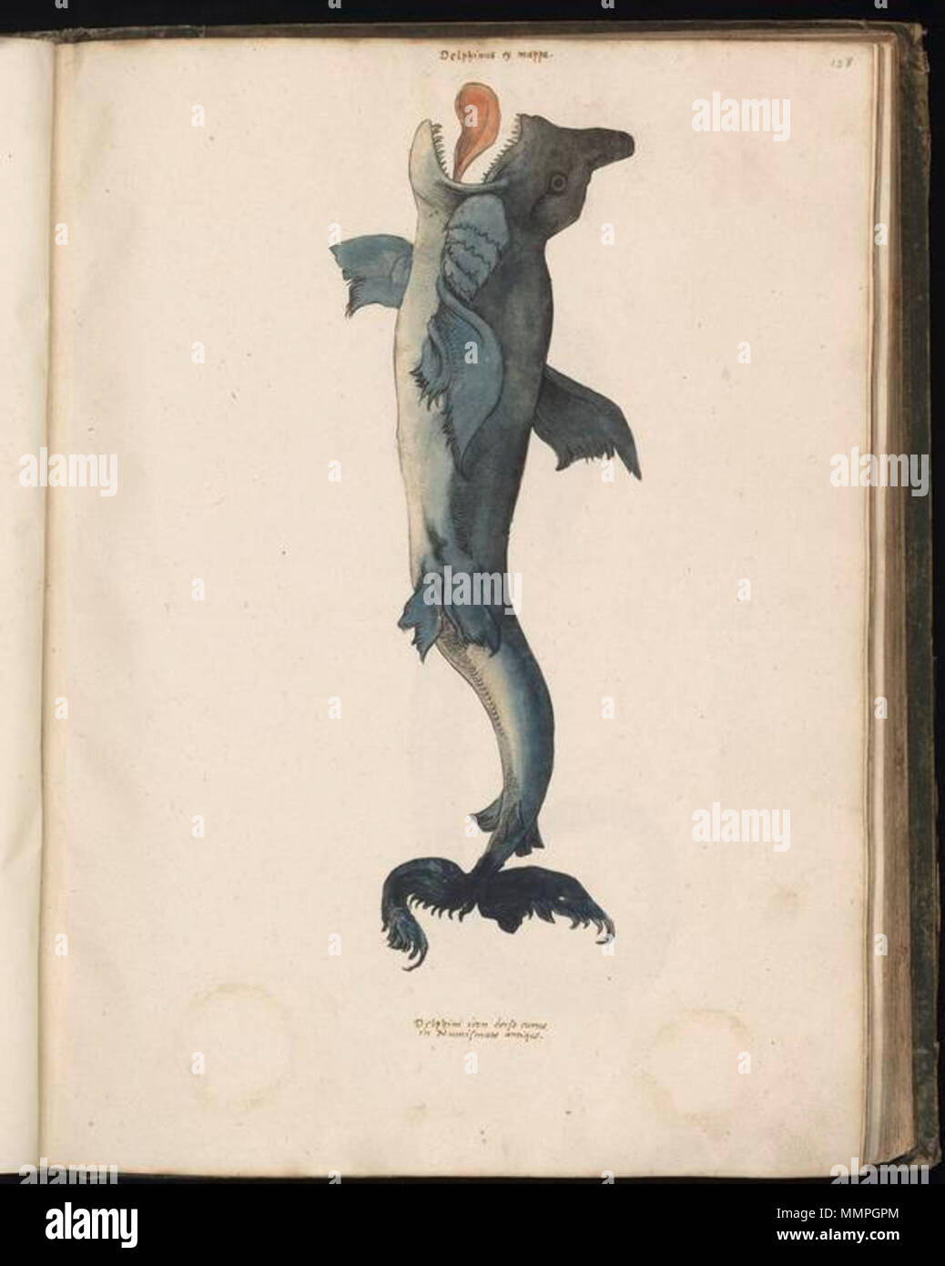 . English: 'Delphinus (illegible)'. Drawing collected by Felix Platter ...
