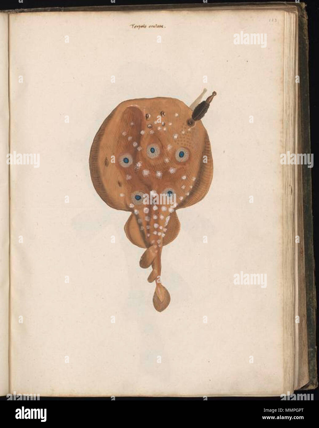 . English: Common torpedo. Torpedo torpedo. Drawings collected by Felix ...