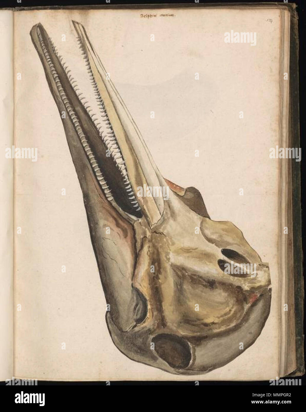 . English: 'Delphini cranium' (Dolphin's skull). Drawing collected by ...