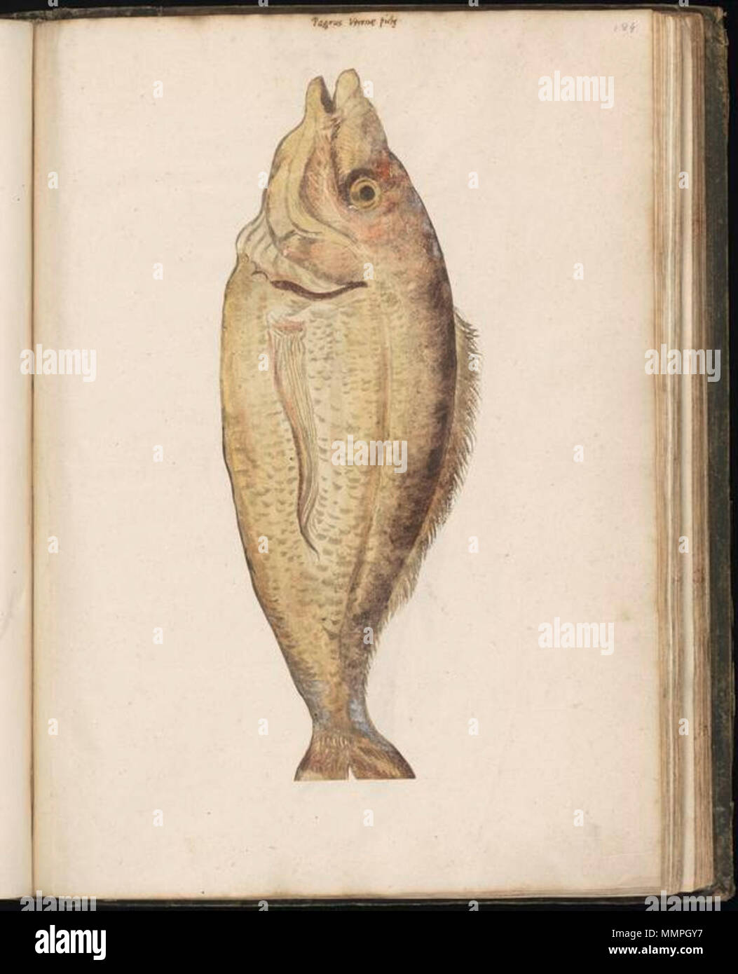 Illustration fish drawings aquatic sea hi-res stock photography and ...