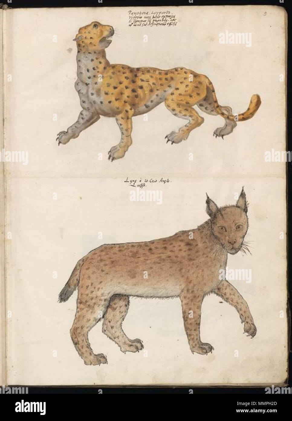 Sheep anatomy drawing hi-res stock photography and images - Alamy