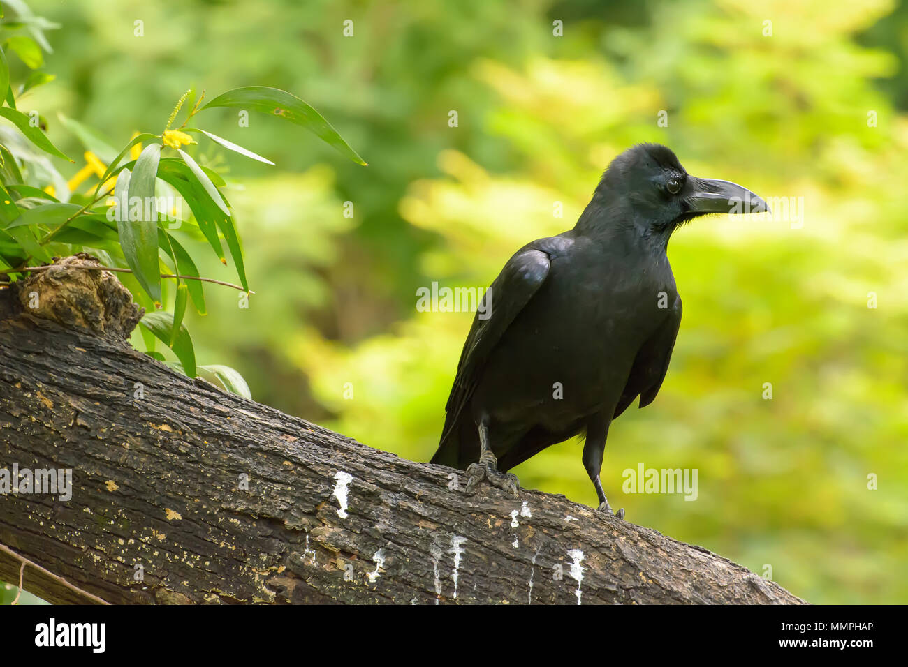 The crow on the branch in a nature background Stock Photo - Alamy