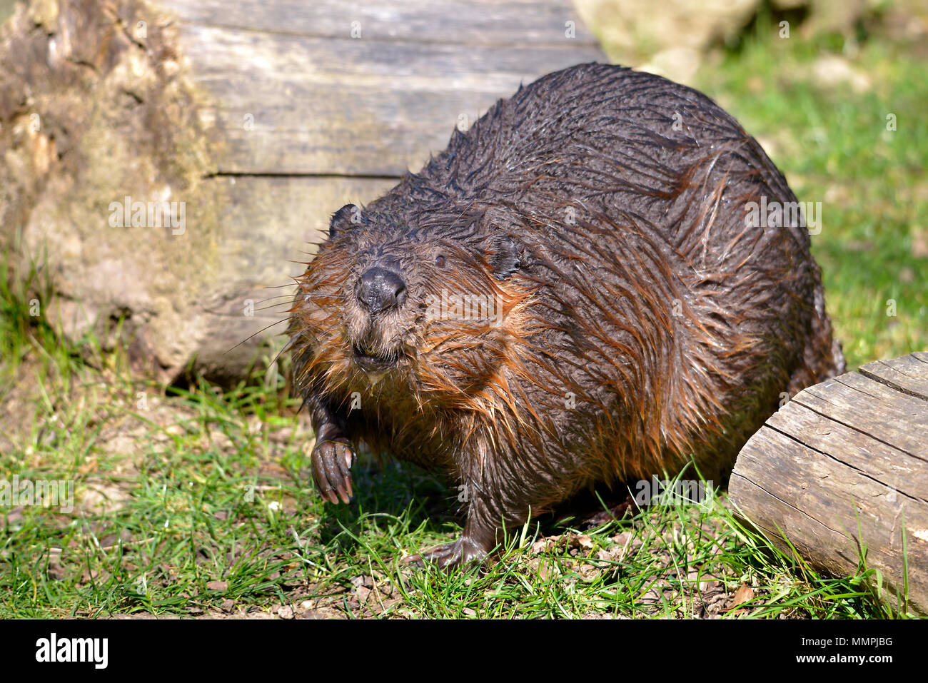 American beaver hi-res stock photography and images - Alamy