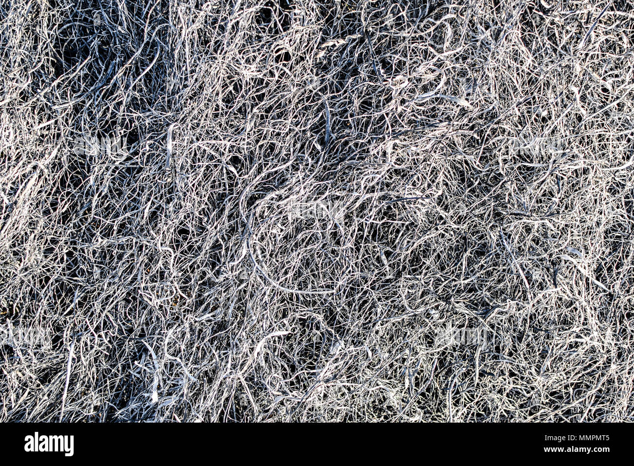 Background texture burnt grass, ash a grass Stock Photo - Alamy