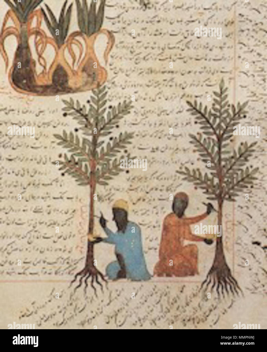 . English: Arboriculture in a mediaeval Islamic manuscript . circa 1200 ...