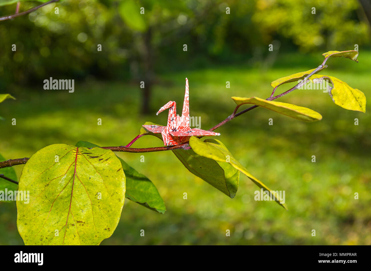 Origami paper crane made of original Japanese origami paper set up in a ...