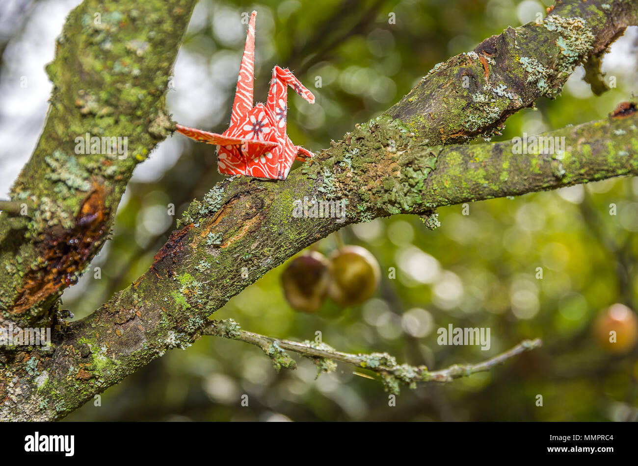 Origami paper crane made of original Japanese origami paper set up in a ...