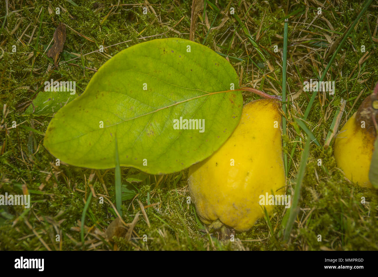 The fallen quince hi-res stock photography and images - Alamy
