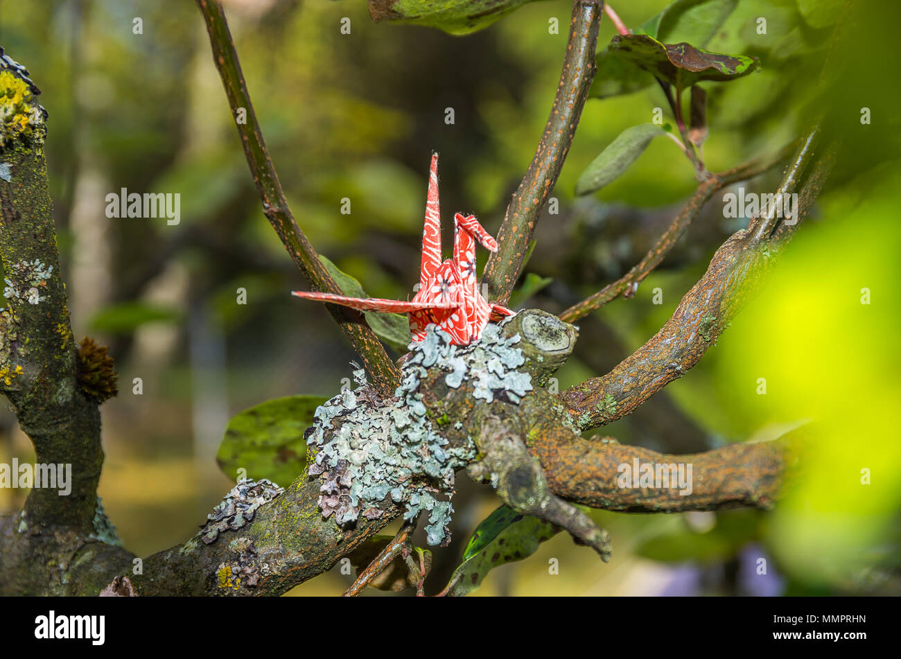 Origami paper crane made of original Japanese origami paper set up in a ...