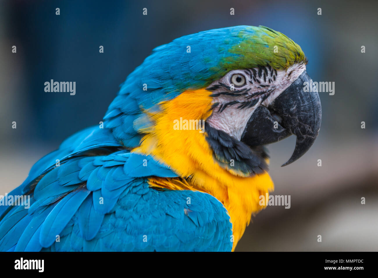 Parrot feathers close up hi-res stock photography and images - Alamy