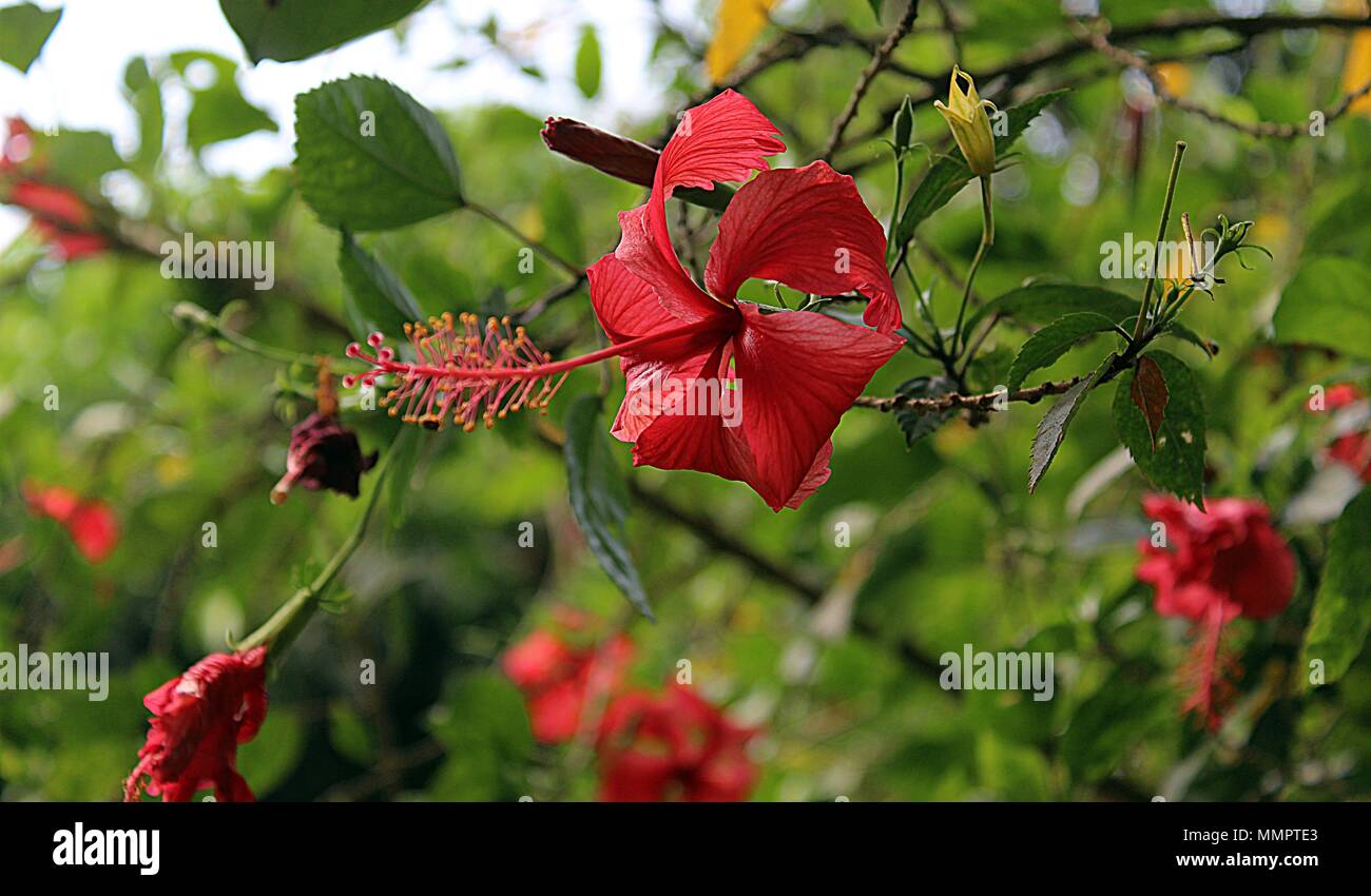 Mandara flower hi-res stock photography and images - Alamy