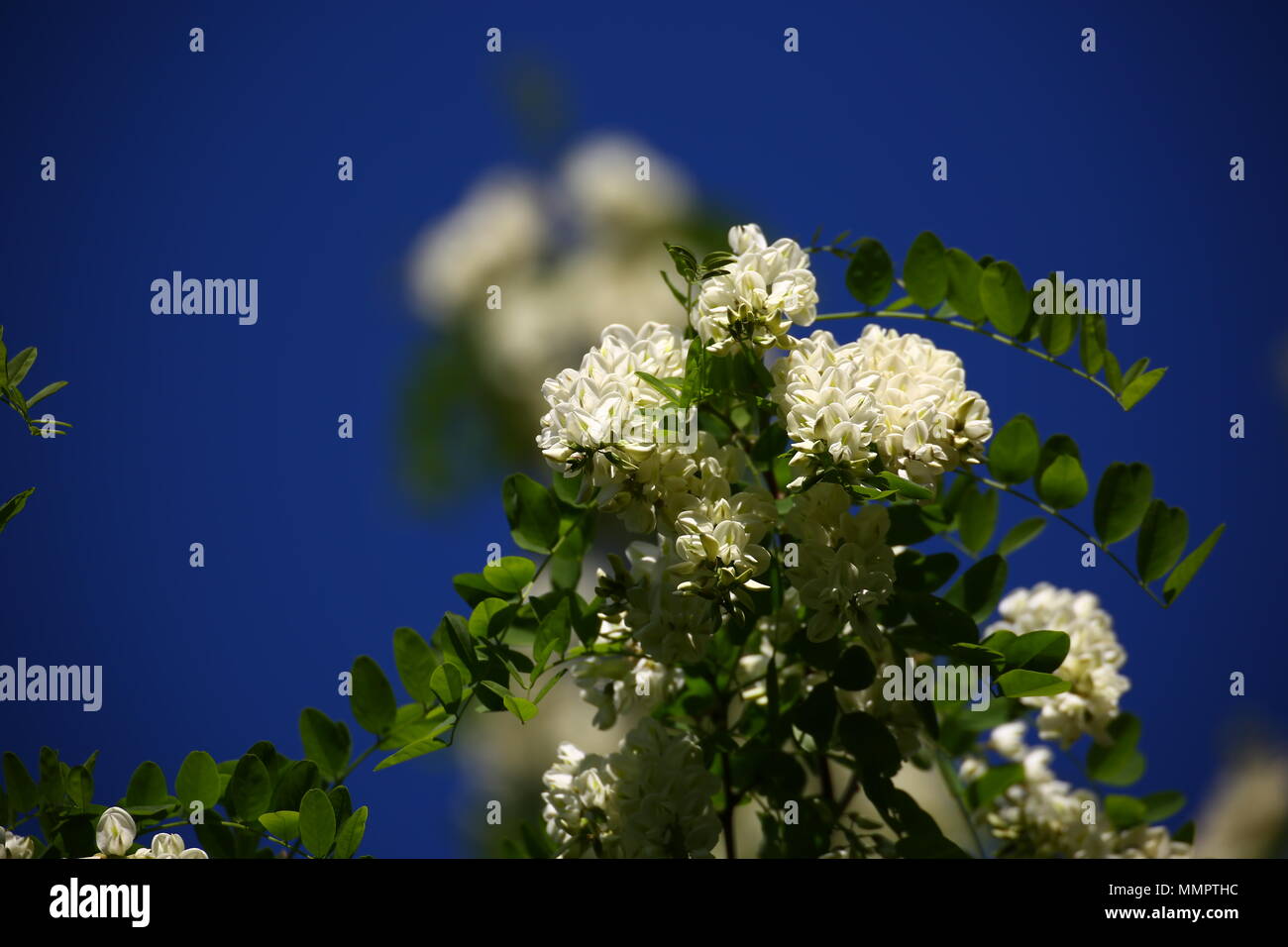 Spring: Acacia tree blossoms Stock Photo - Alamy