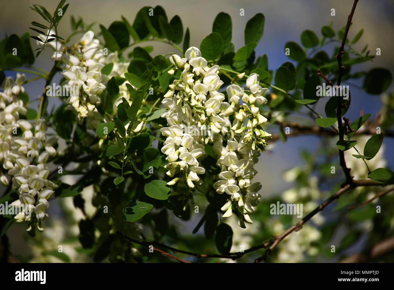 Spring: Acacia tree blossoms Stock Photo - Alamy