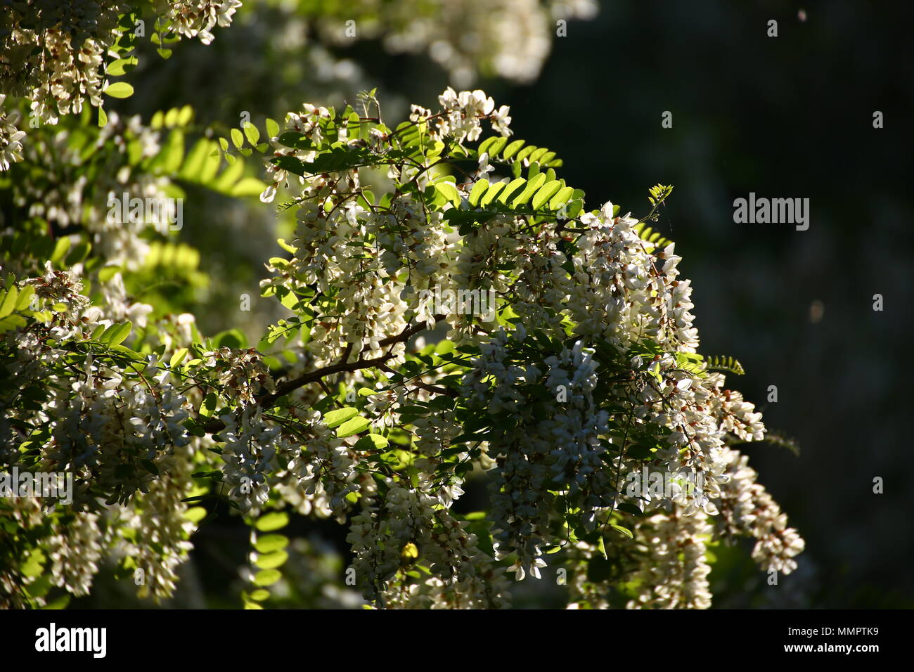 Spring: Acacia tree blossoms Stock Photo - Alamy