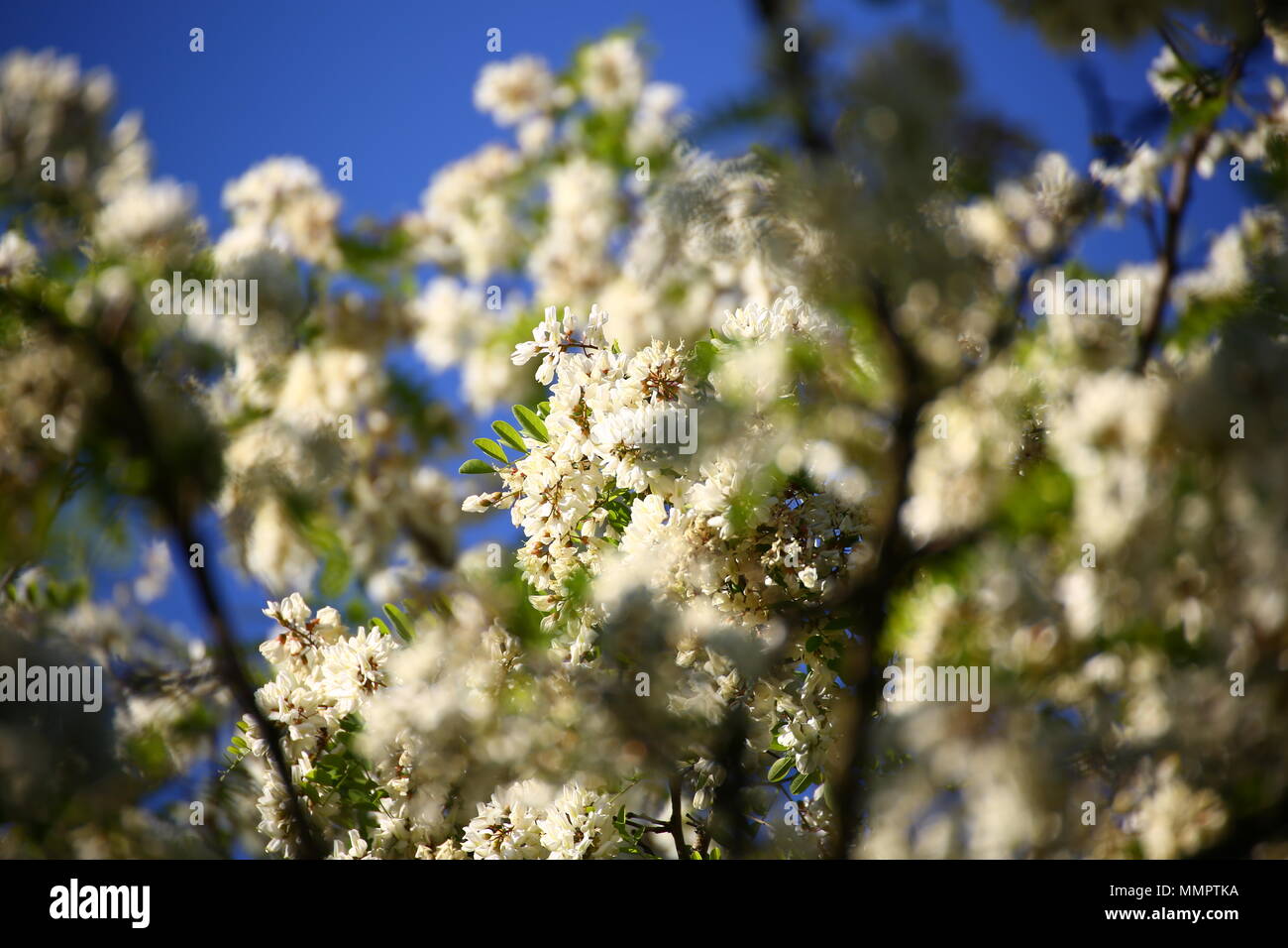 Spring: Acacia tree blossoms Stock Photo - Alamy