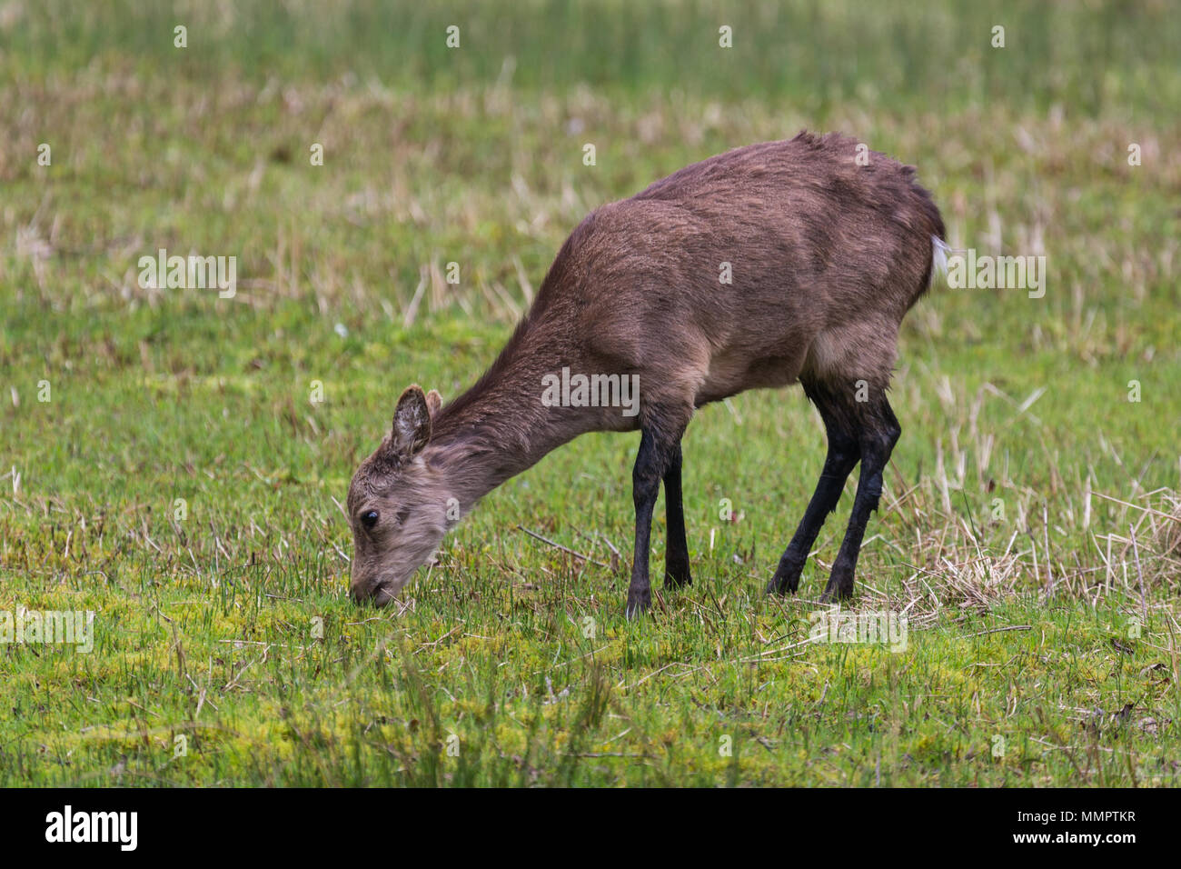 Female / hind Sika Deer (Cervus nippon) also known as spotted or ...