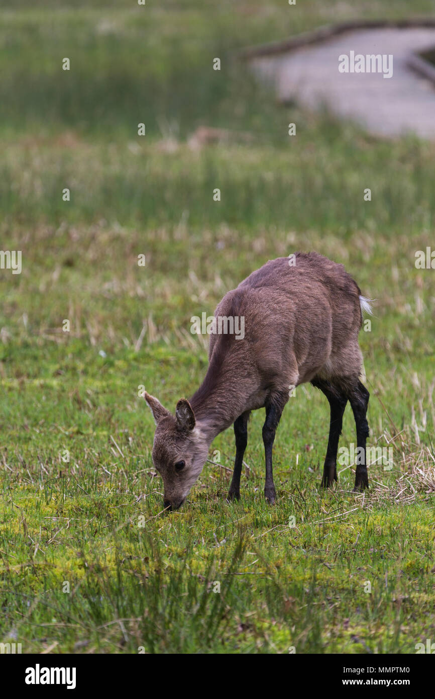 Female / hind Sika Deer (Cervus nippon) also known as spotted or ...