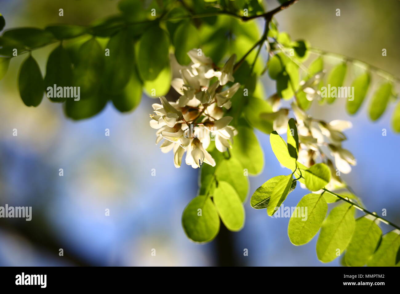 Spring: Acacia tree blossoms Stock Photo - Alamy