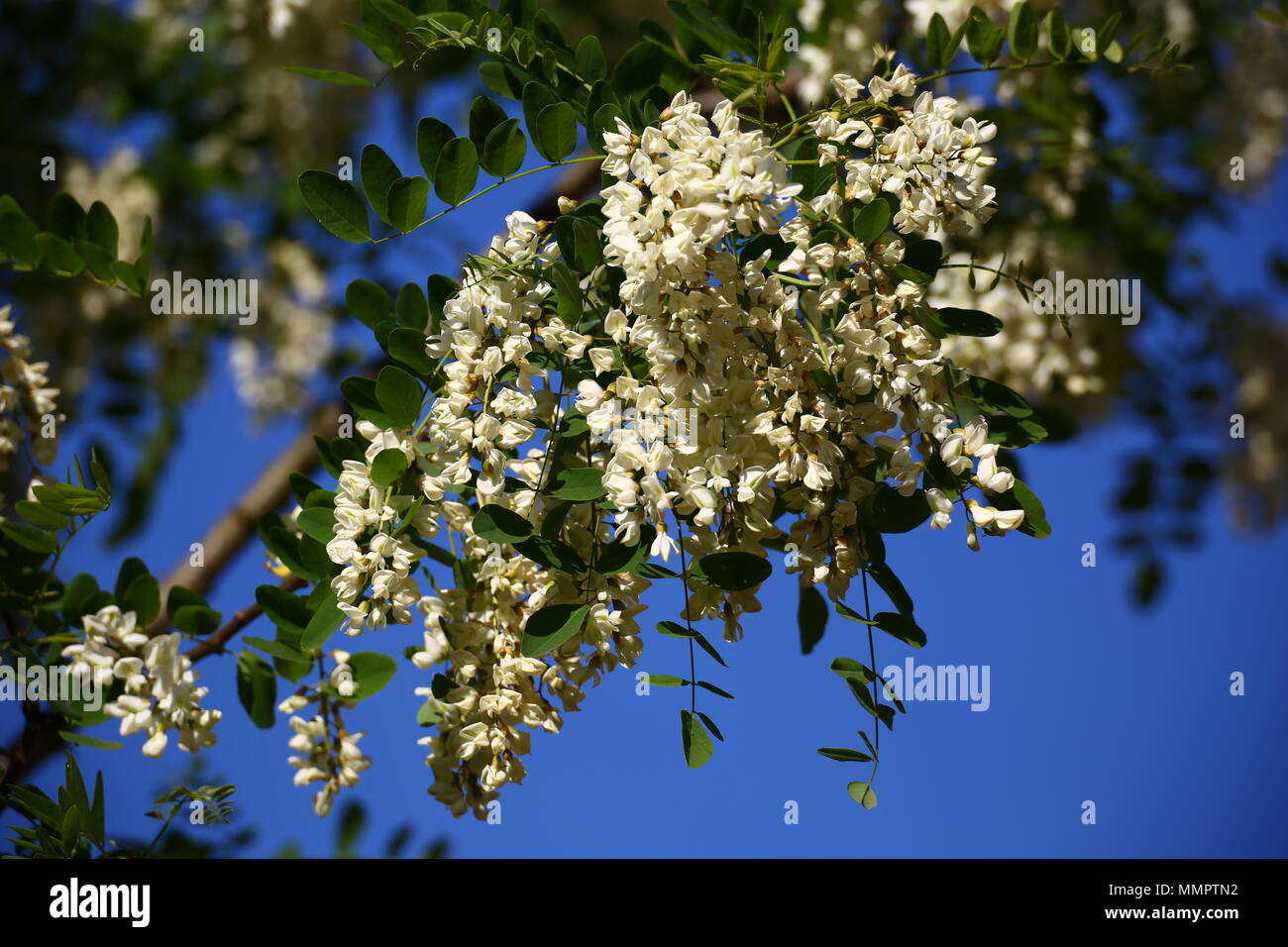 Spring: Acacia tree blossoms Stock Photo - Alamy
