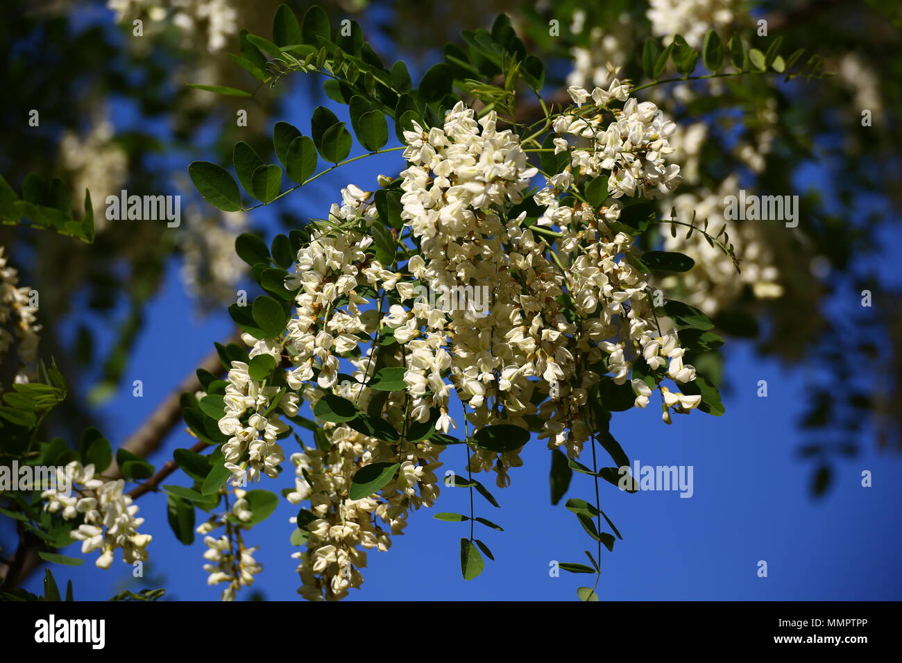 Spring: Acacia tree blossoms Stock Photo - Alamy