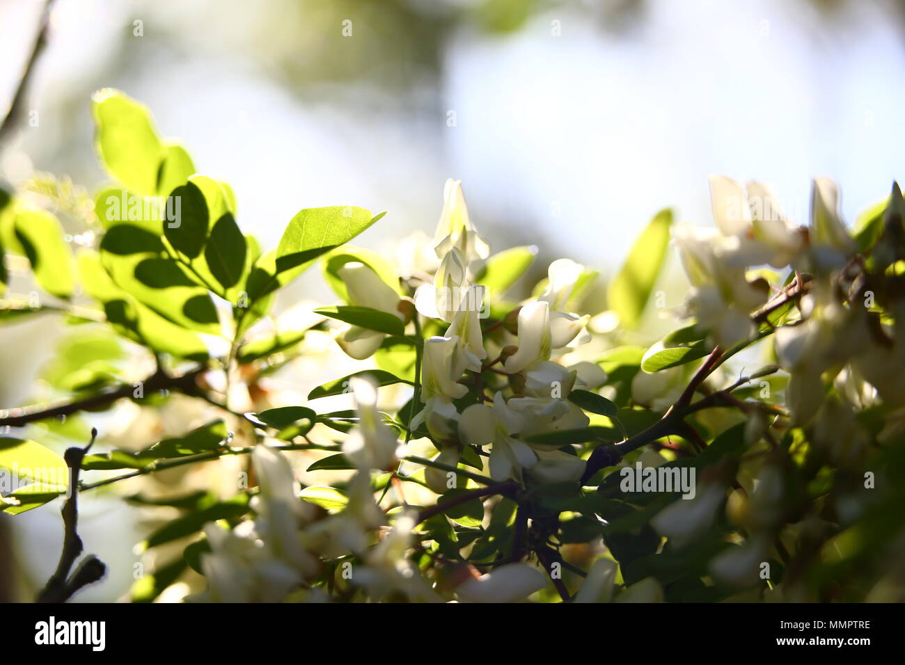 Spring: Acacia tree blossoms Stock Photo - Alamy