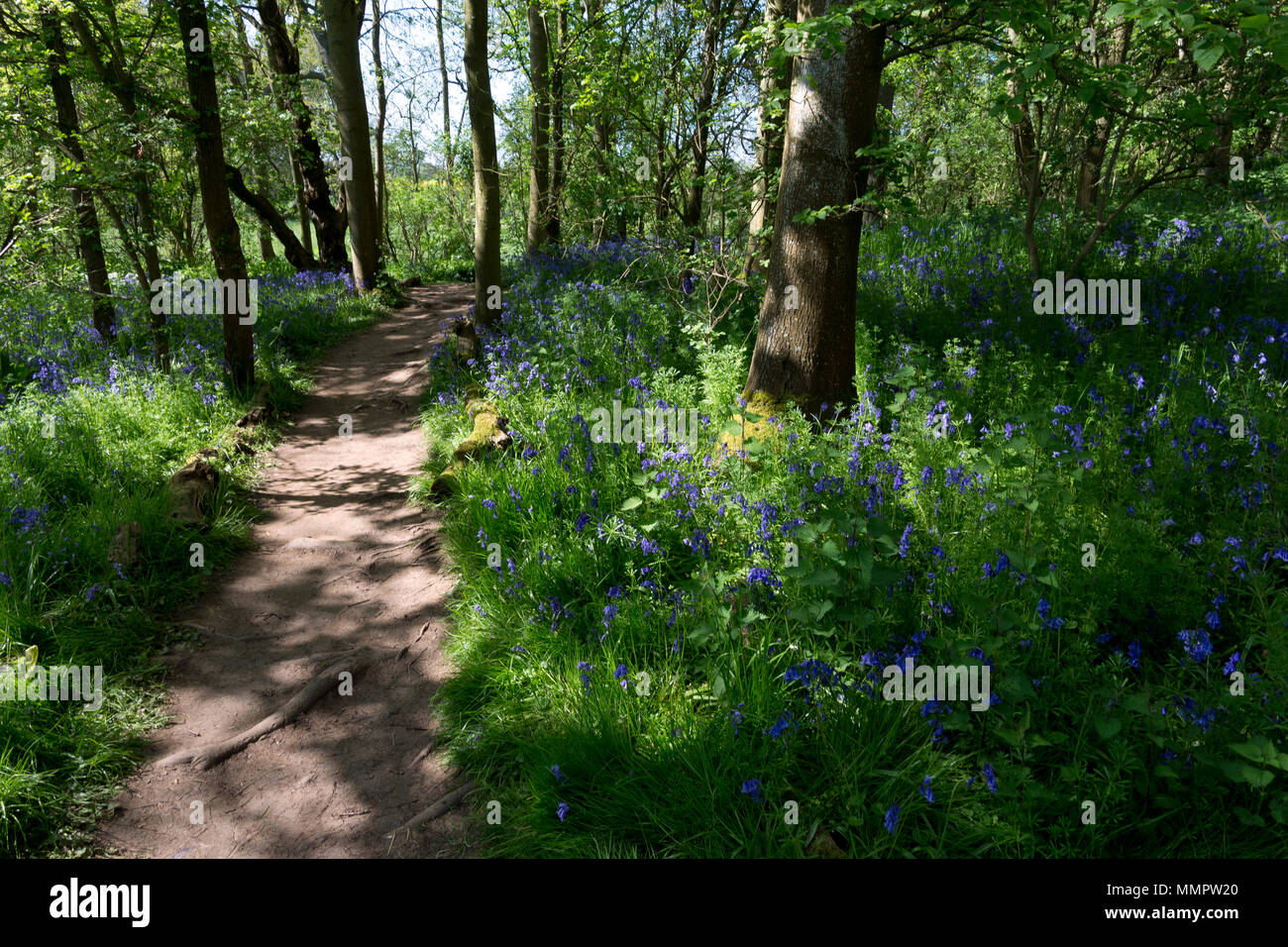 British Woodland Scene Stock Photo - Alamy
