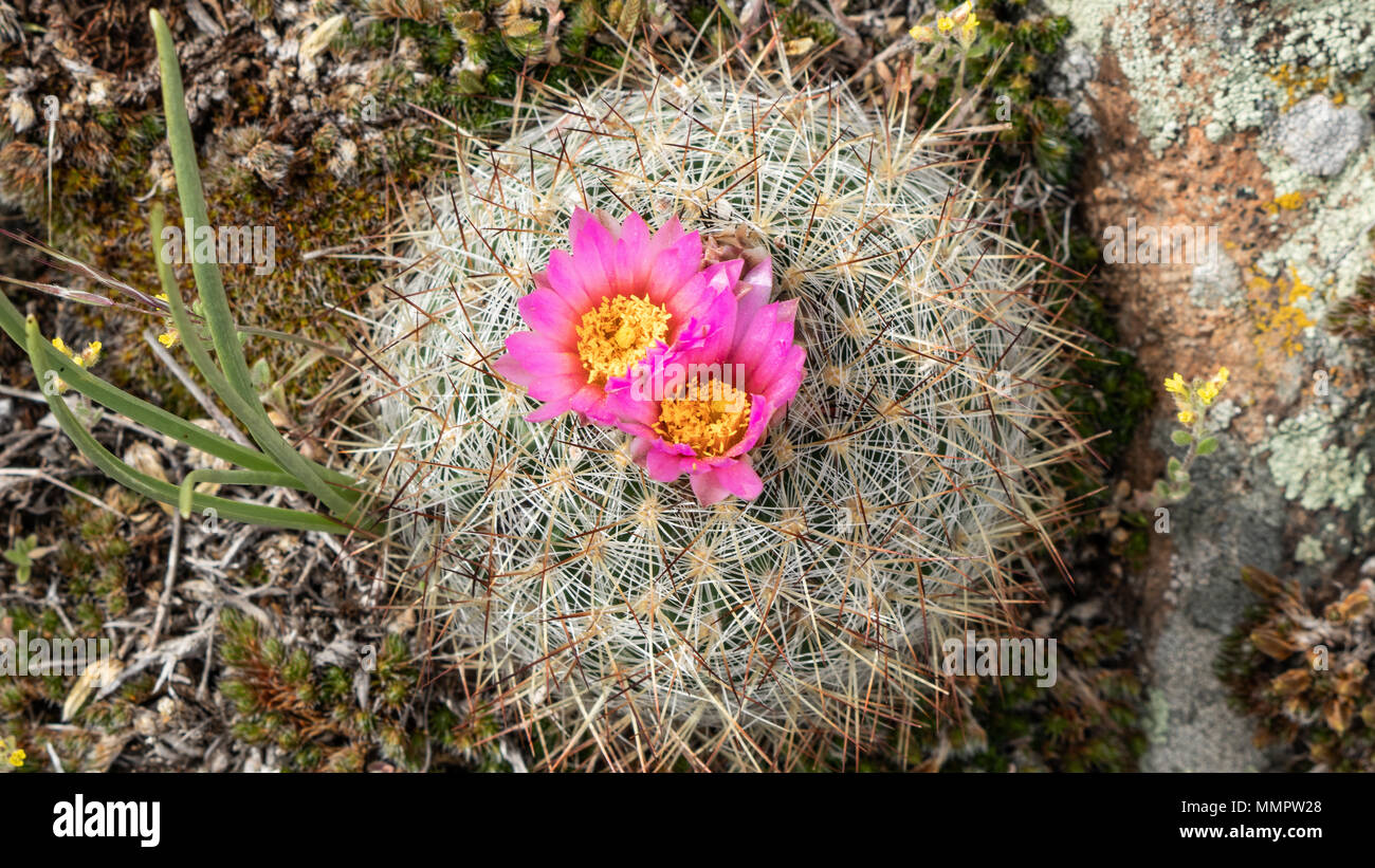 Pink barrel cactus hi-res stock photography and images - Alamy