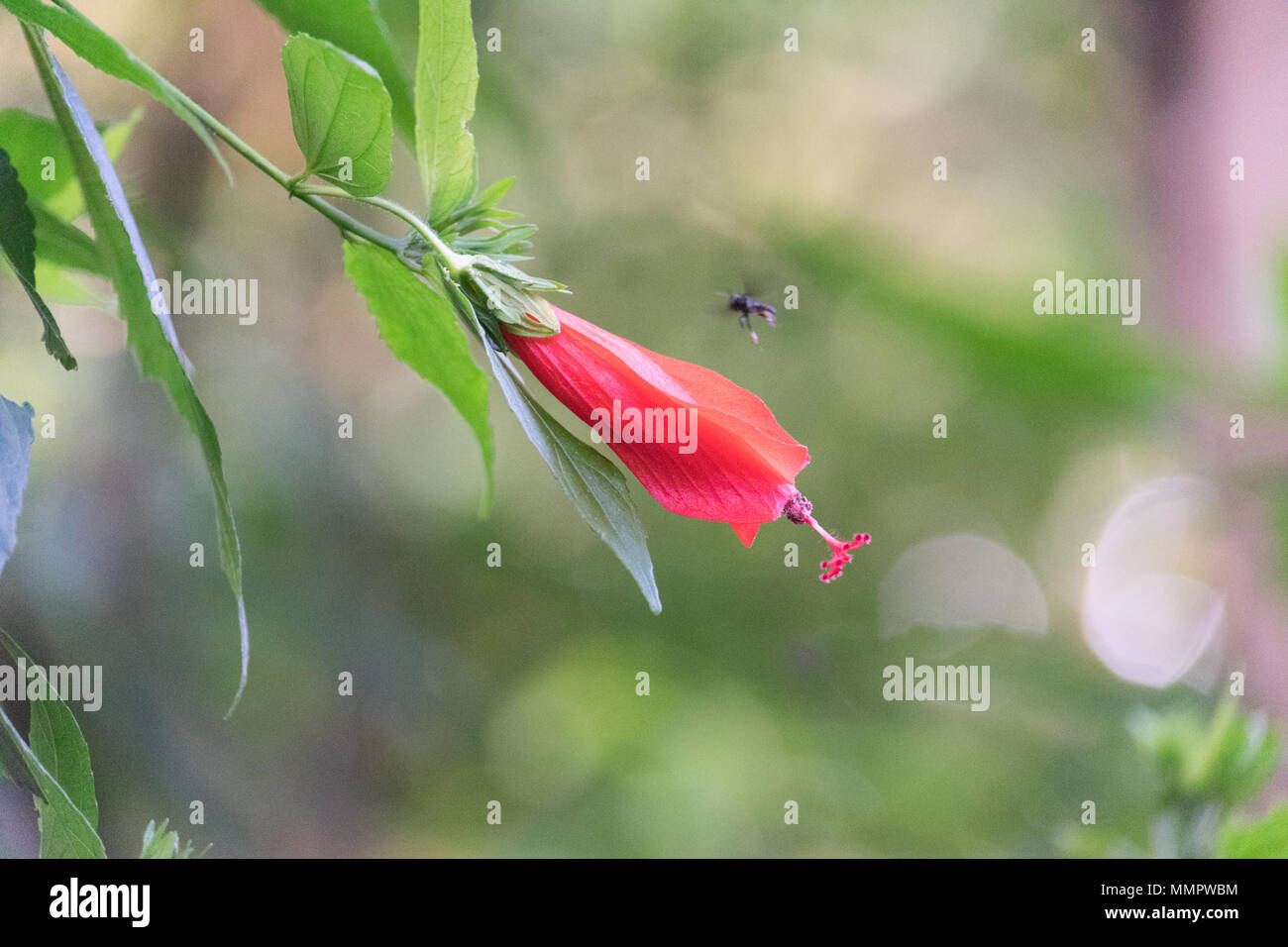 Pollinator heaven hi-res stock photography and images - Alamy