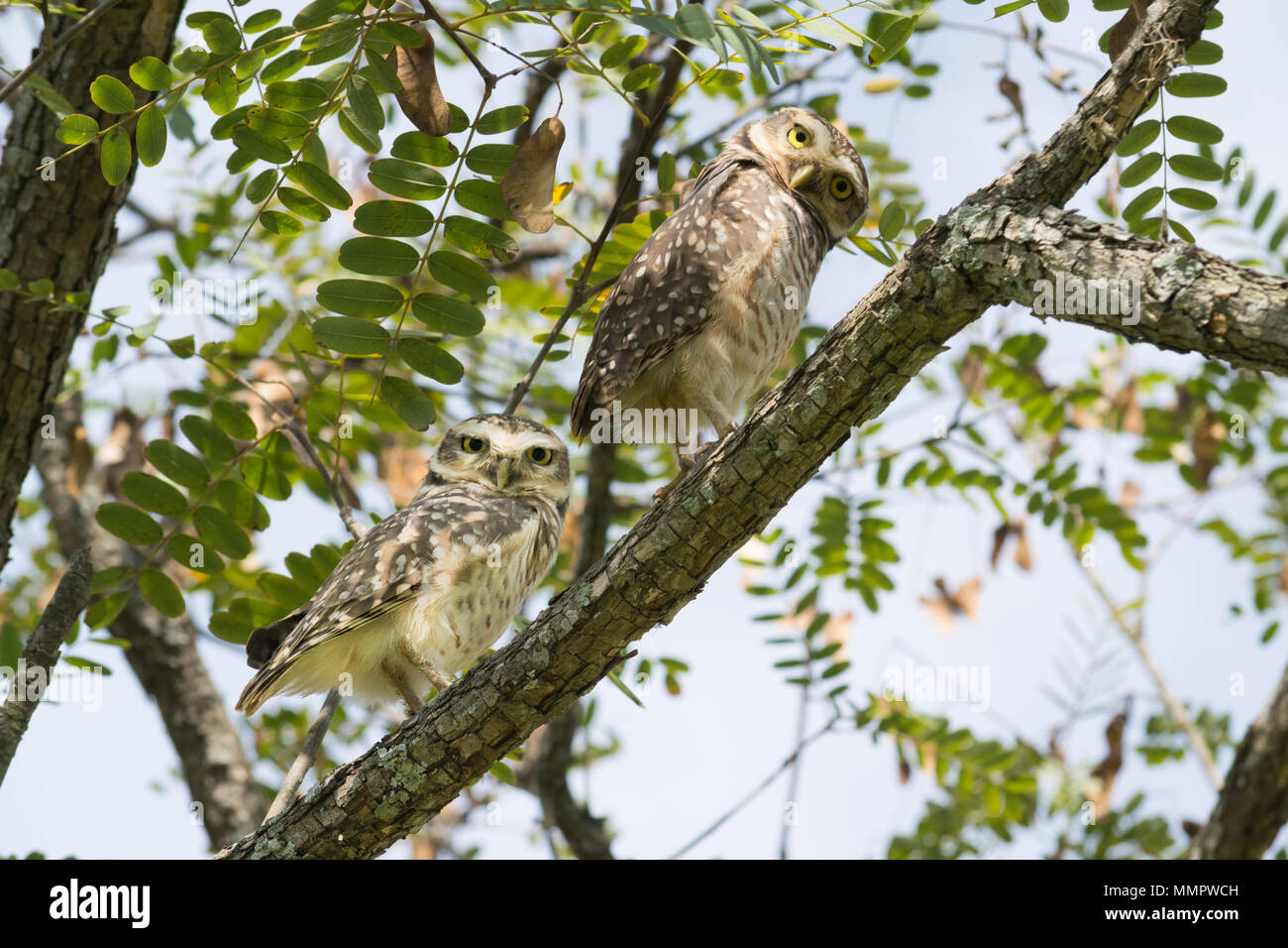 Owl couple hi-res stock photography and images - Alamy