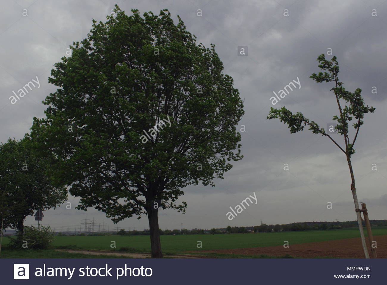 Moving Branches High Resolution Stock Photography and Images - Alamy