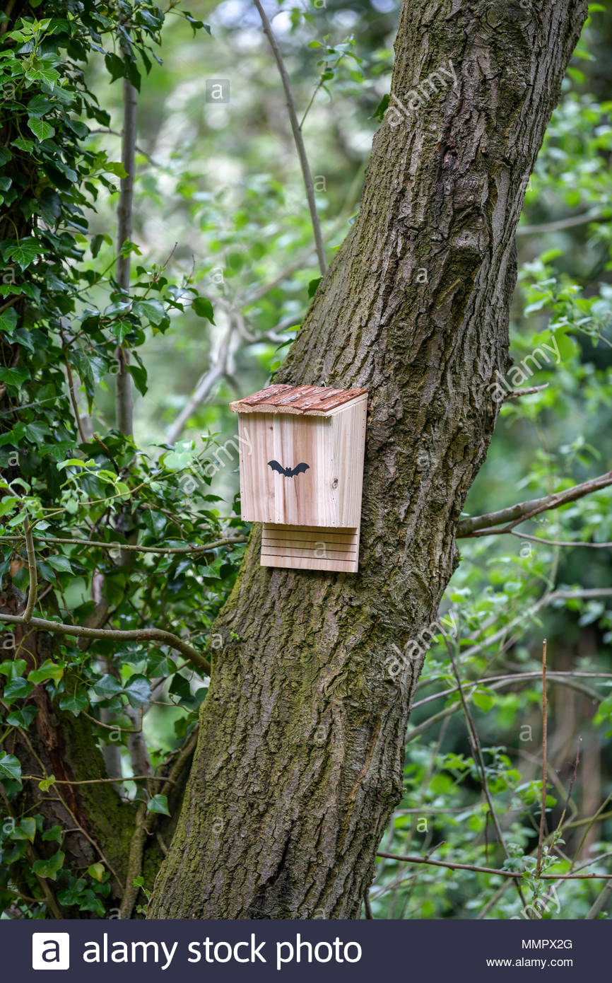 Bats Nest Stock Photos & Bats Nest Stock Images - Alamy