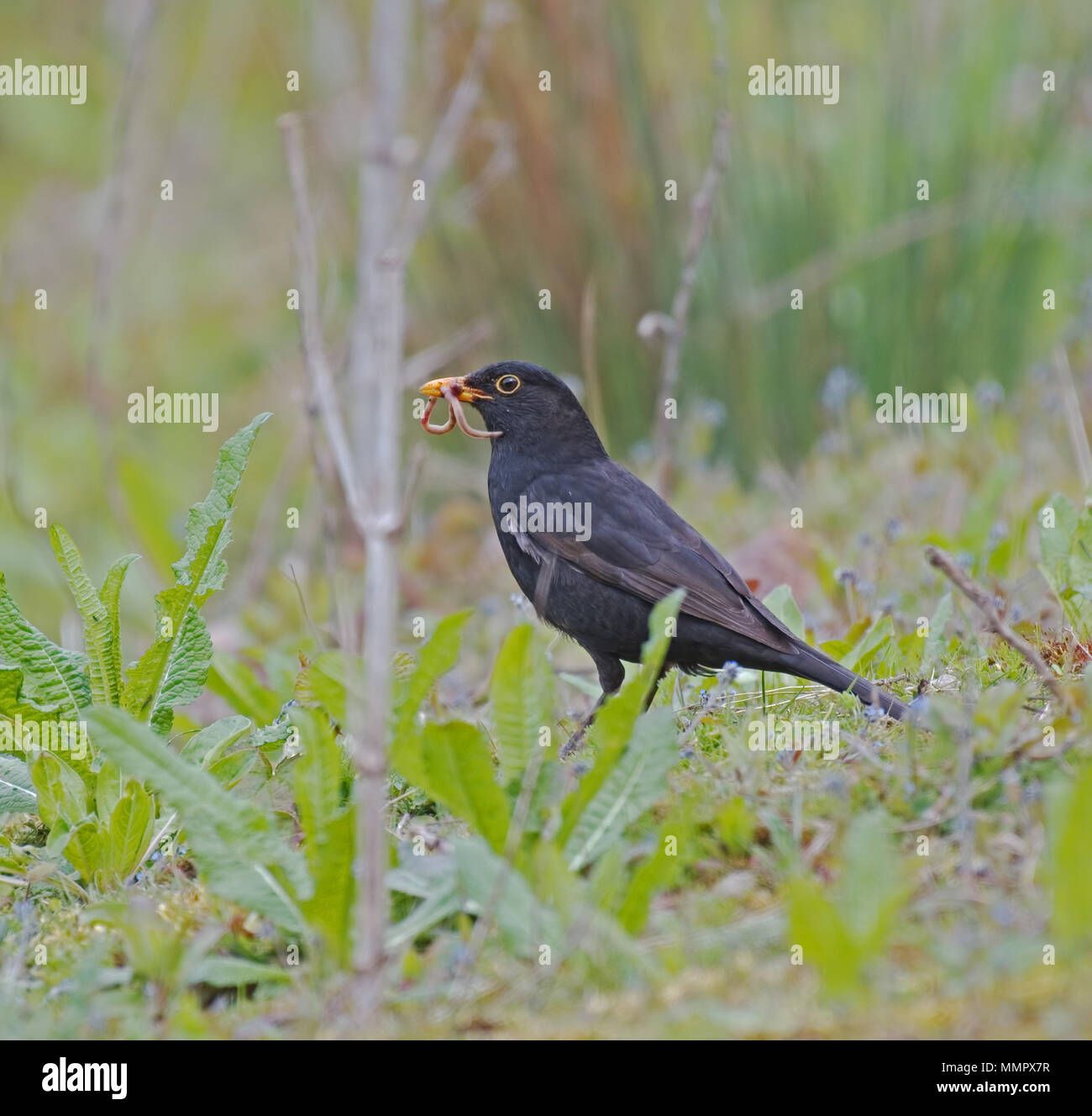 Blackbird; Turdus merula Stock Photo - Alamy