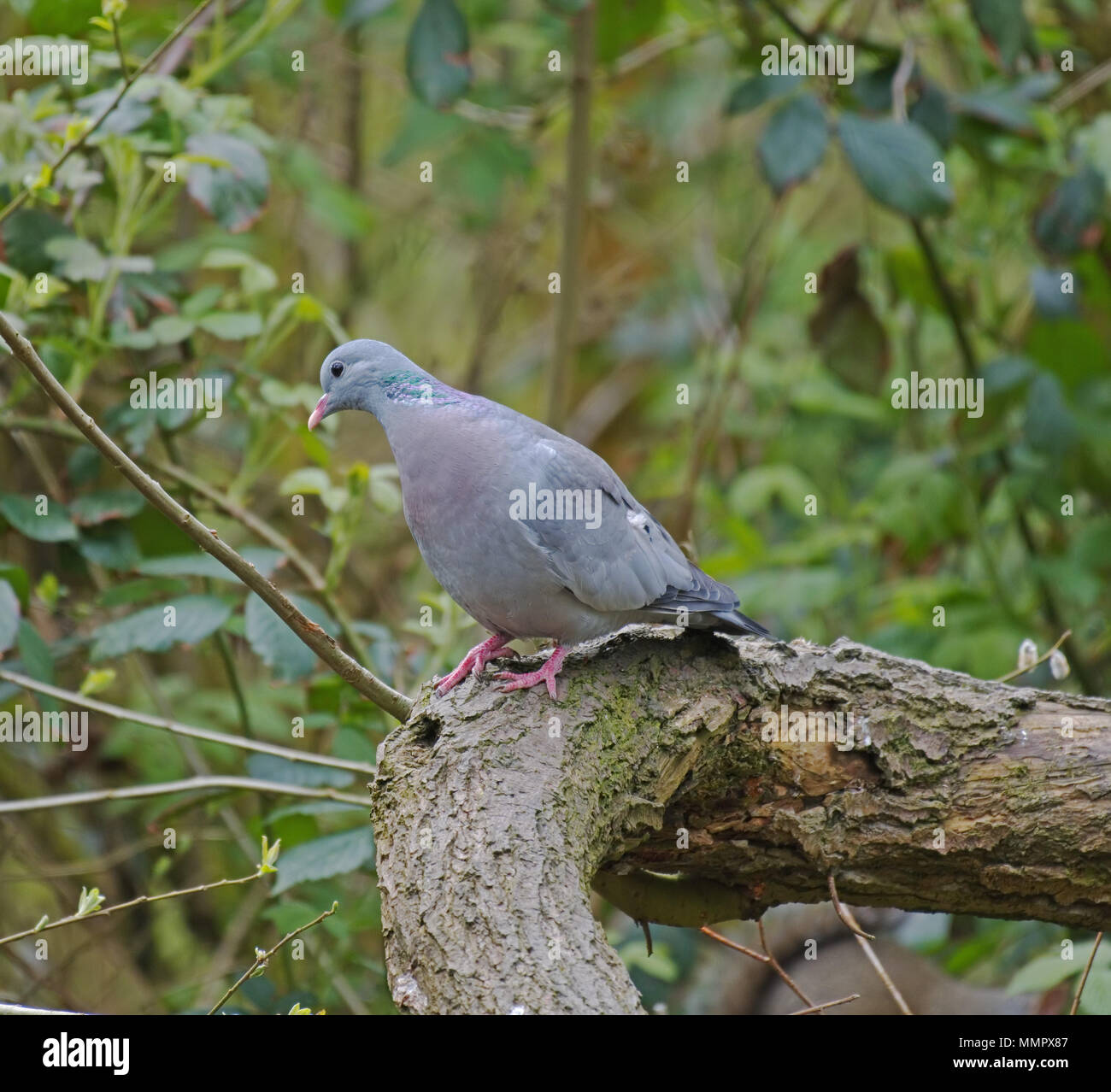 Pennington flash hi-res stock photography and images - Alamy