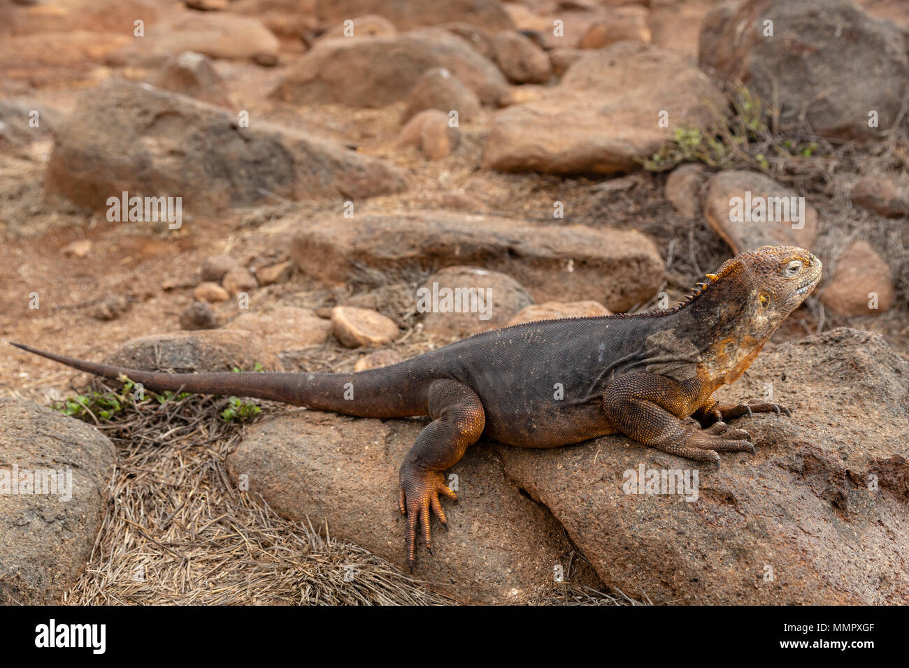 Lizard Island Research Station High Resolution Stock Photography and ...
