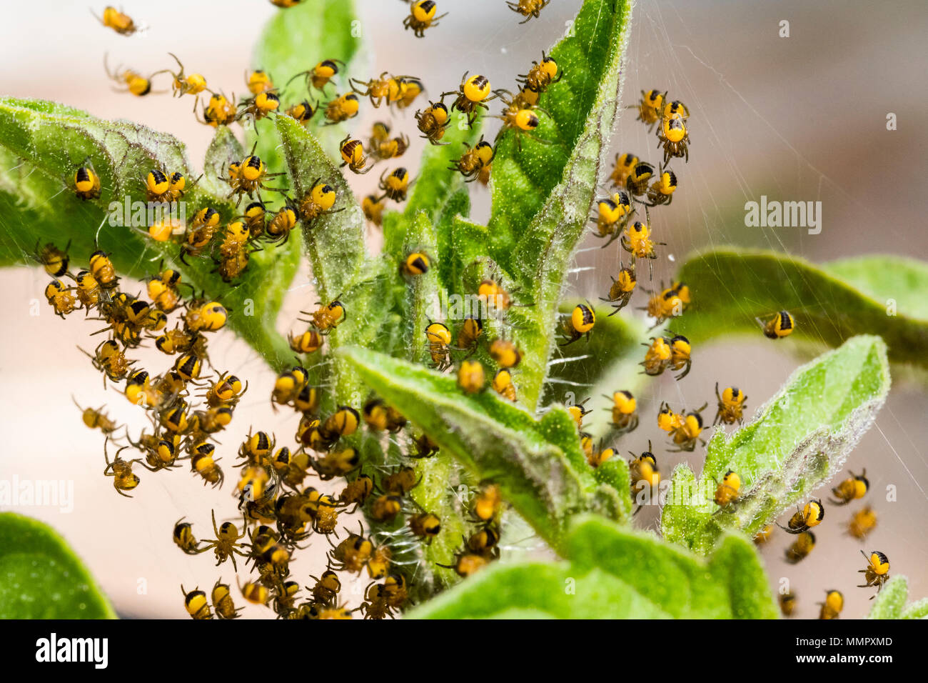 Baby yellow spiders hi-res stock photography and images - Alamy