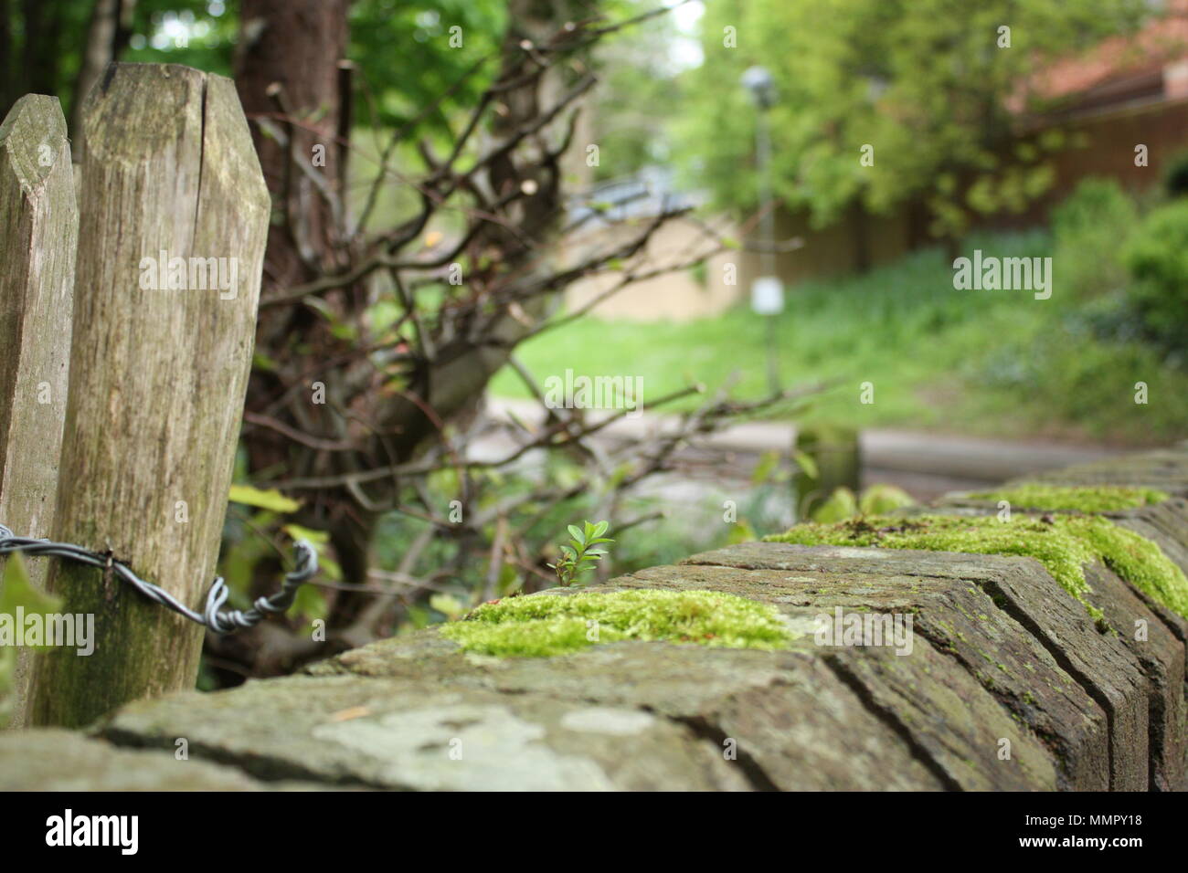 Moss covered wall hi-res stock photography and images - Alamy