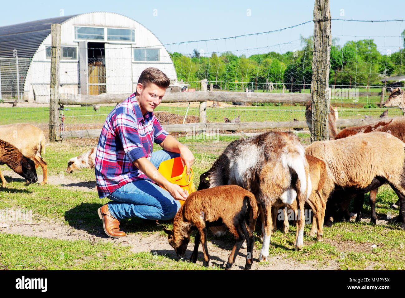 Man feeding goats hi-res stock photography and images - Alamy