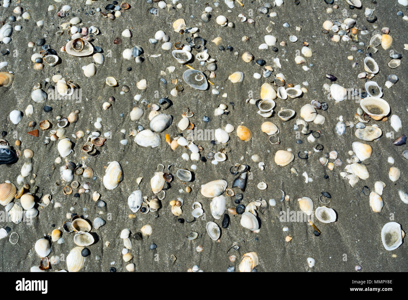 Shells on sandy beach background, top view. space for tex Stock Photo ...