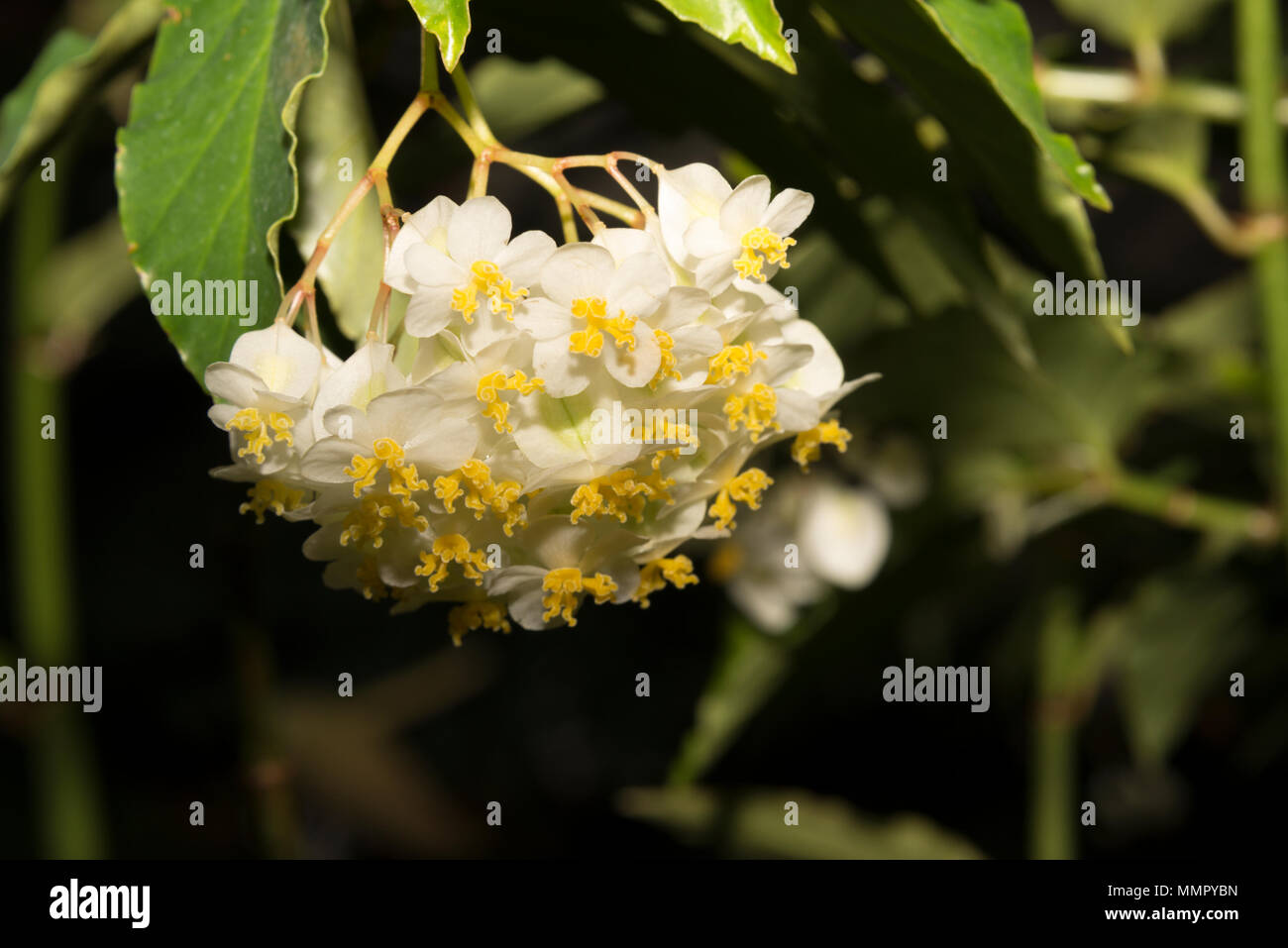 Begonia Undulata High Resolution Stock Photography and Images - Alamy