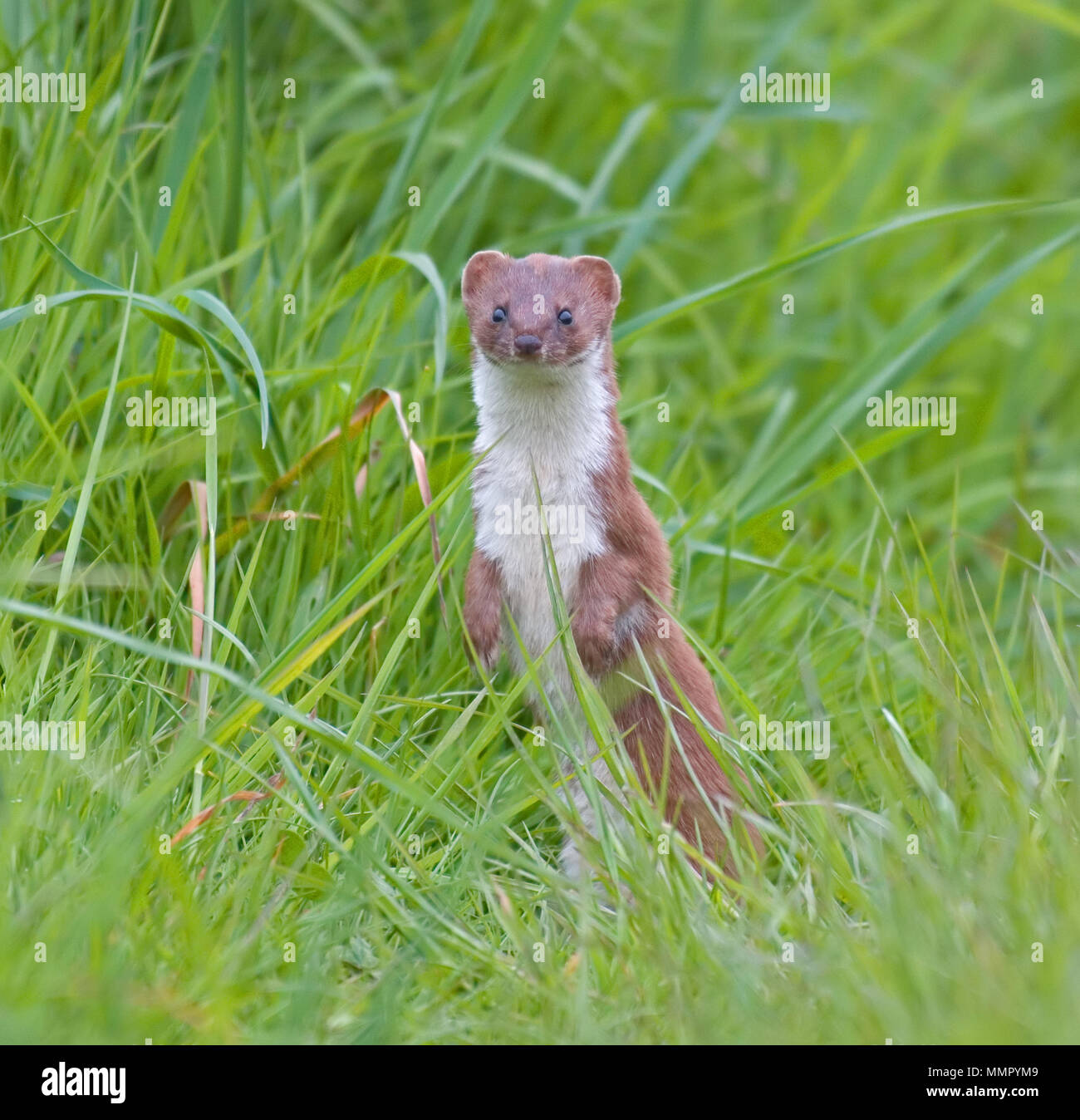 White stoat uk hi-res stock photography and images - Alamy