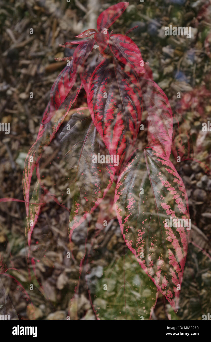 Jamaican flora hi-res stock photography and images - Alamy
