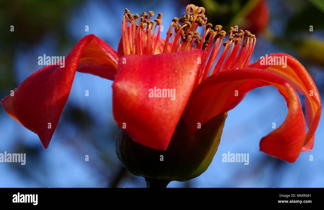 Flower petals water ocean hi-res stock photography and images - Alamy
