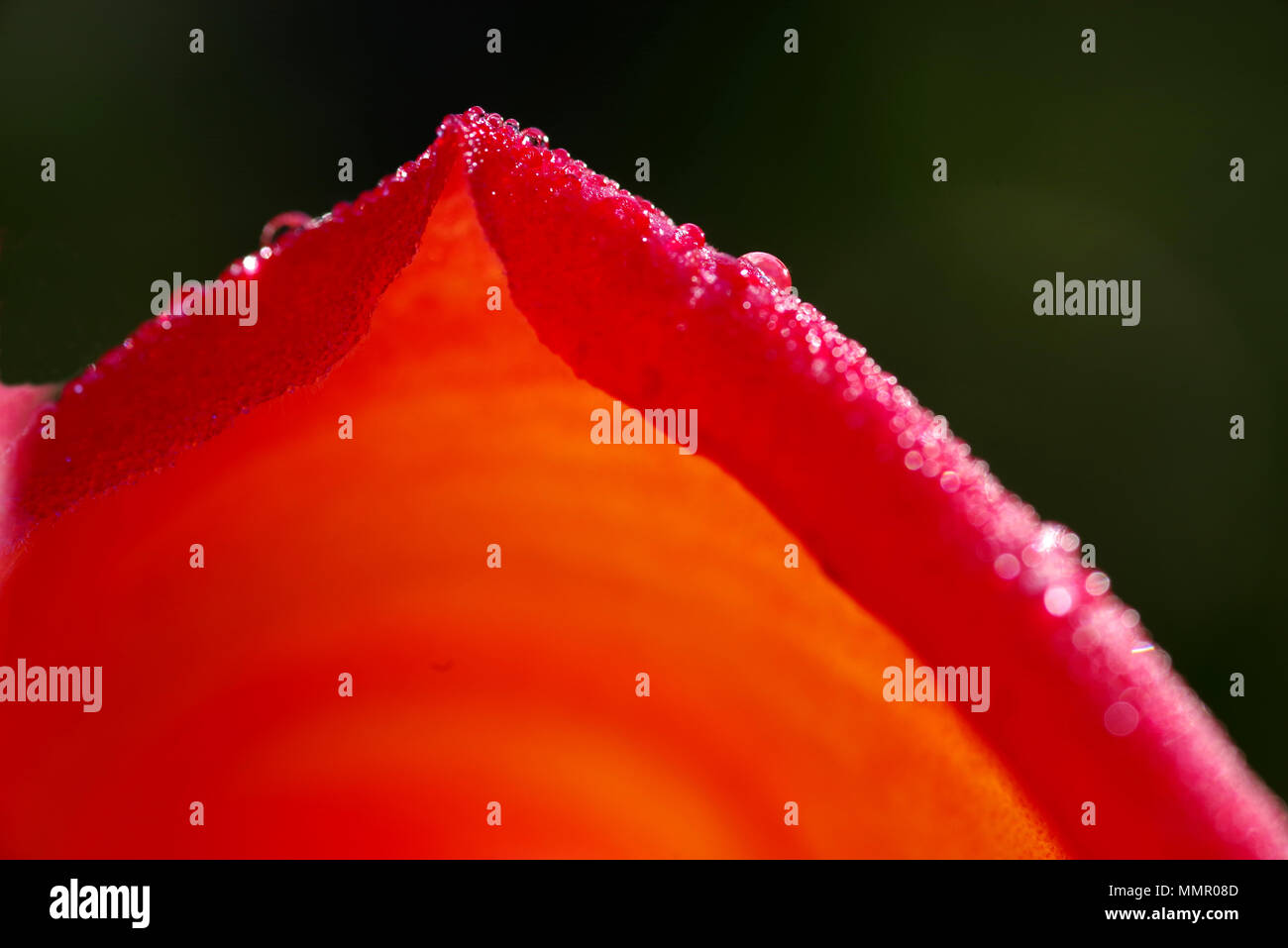 Decoratife hi-res stock photography and images - Alamy